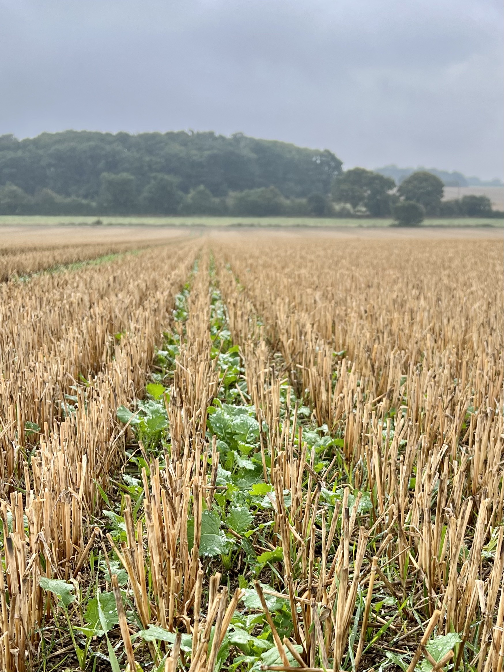 Regenerative Farming - L F Papworth Ltd